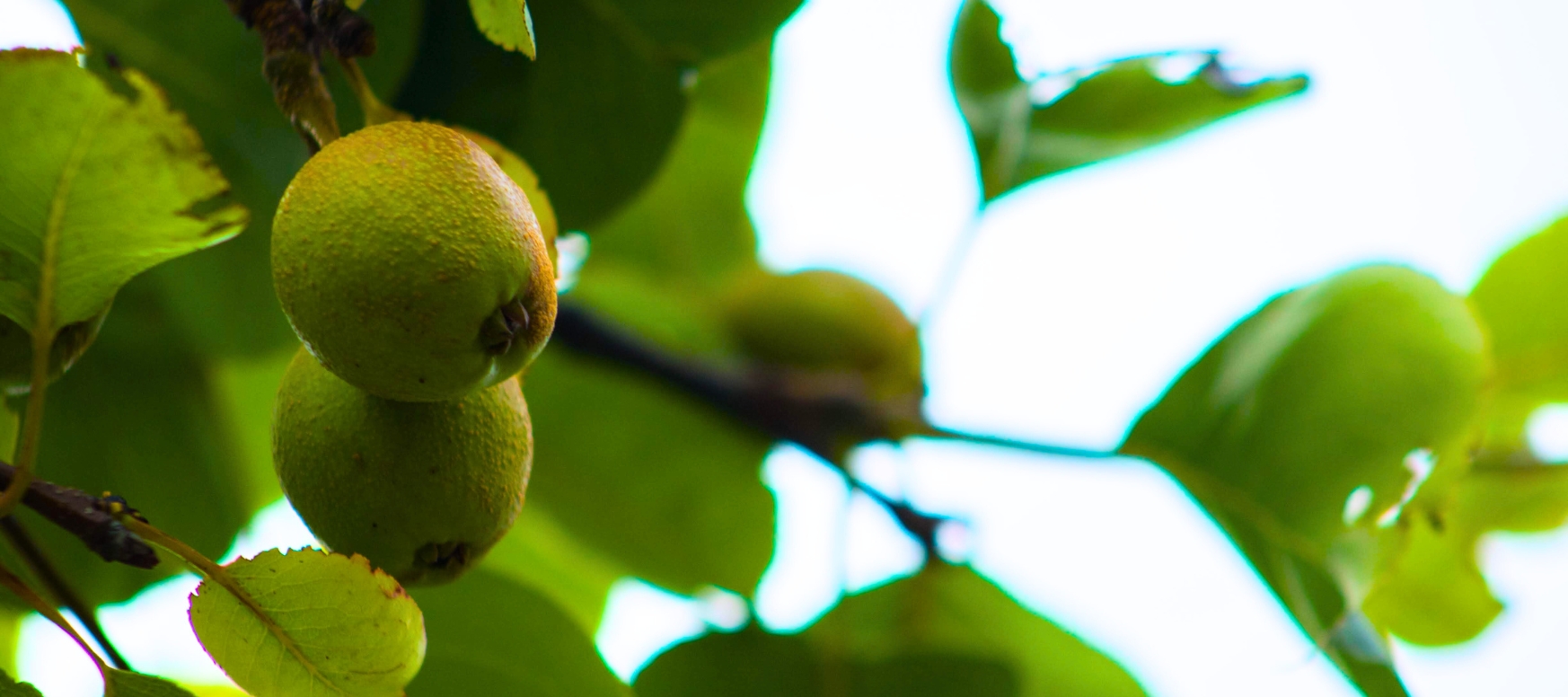 Kodaikanal Pear Orchard Camp – Nature Stay in Scenic Orchard