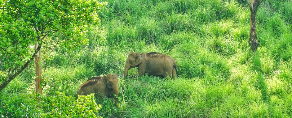 Gavi Forest Adventure Guide: Top Activities in Kerala’s Hidden Paradise