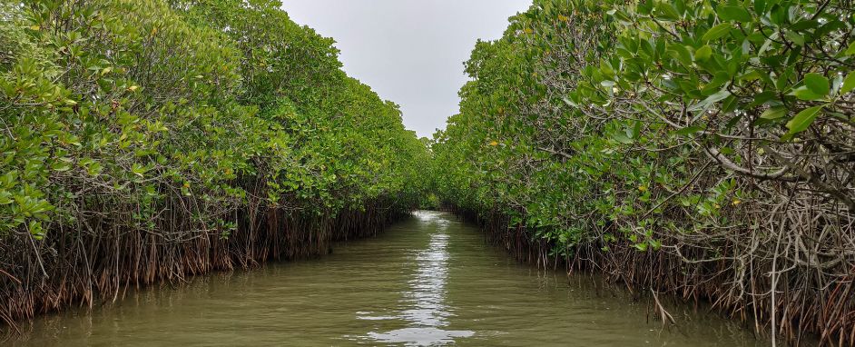 Pichavaram Mangrove Forest: Explore India’s Stunning Mangrove Paradise