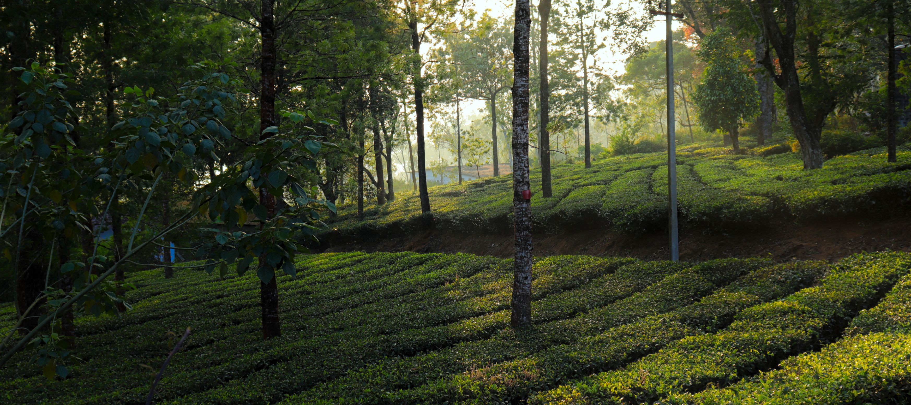 Valparai Travel Guide: Tea Estates, Wildlife & Offbeat Escapes